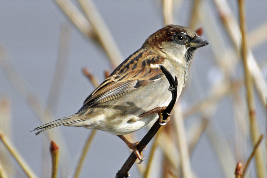 Poster Background | PosterMyWall