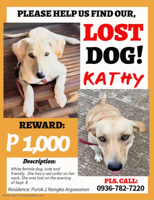 Orange Brown Lost Cat Flyer | PosterMyWall