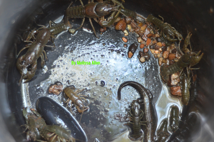 Crawfish Template | PosterMyWall