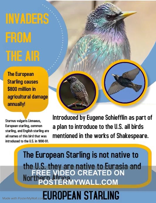 Copy of Invasive Species: European Starling | PosterMyWall