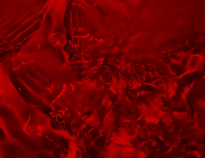 RED BACK | PosterMyWall