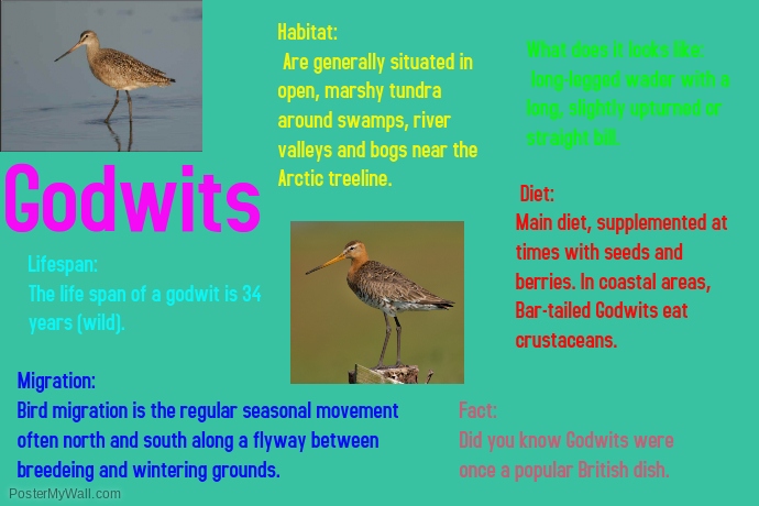 Godwits Poster | PosterMyWall