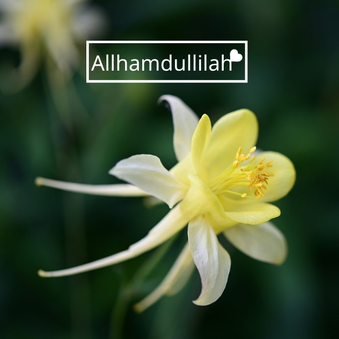 Copy of 148 Allhamdulillah | PosterMyWall