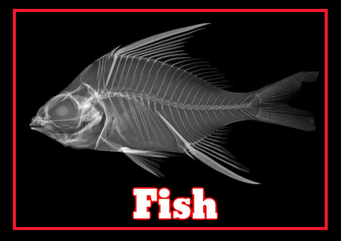 Fish x-ray | PosterMyWall
