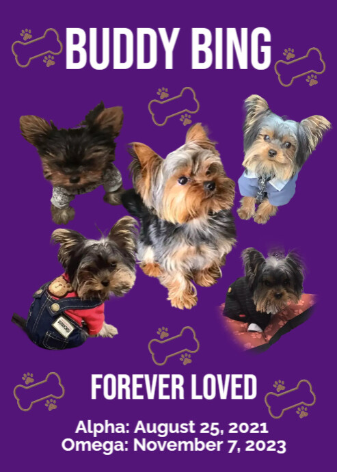 Dog Pet care wash service flyer template (2) | PosterMyWall