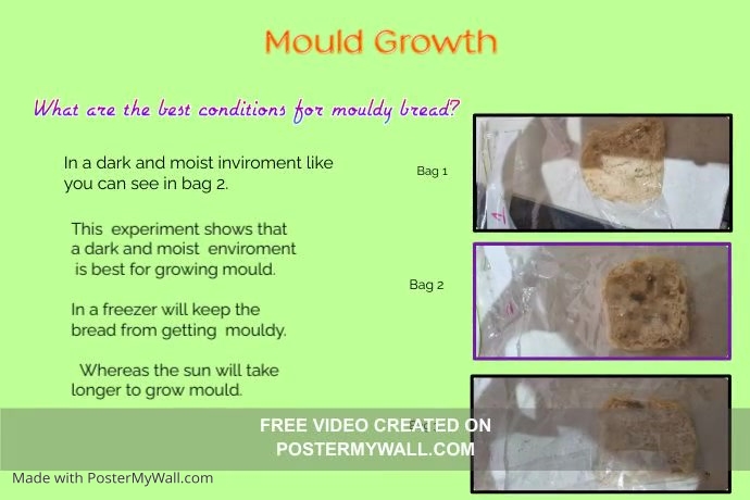 Copy of Scince y6 summative mold growth poster | PosterMyWall