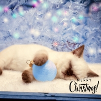 285 Holiday Template | PosterMyWall