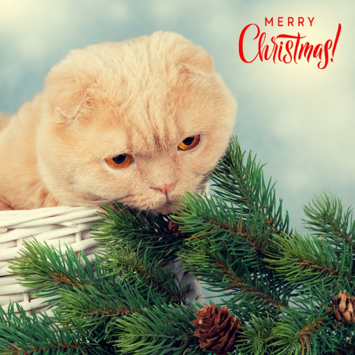 Plantilla de 297 | PosterMyWall