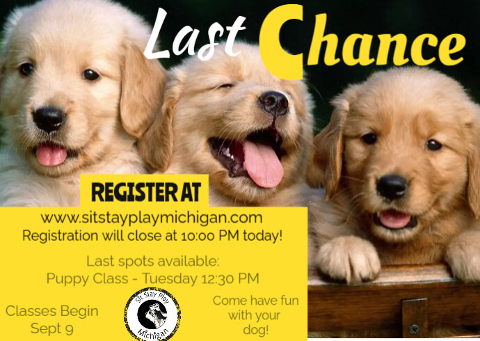 dog day | PosterMyWall