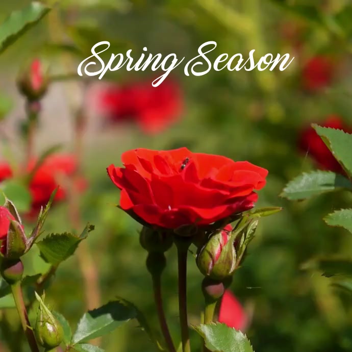 49 Spring Template | PosterMyWall