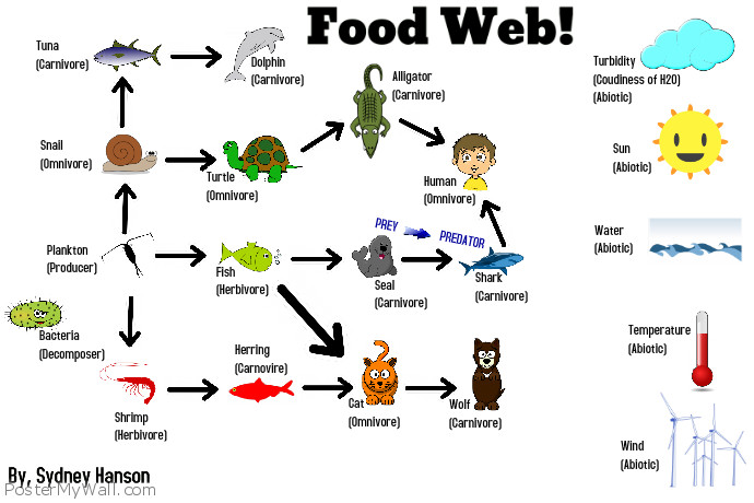 Copy of Sydneys food web | PosterMyWall