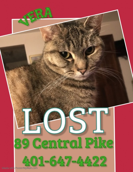 Copy of Copy of Lost Cat | PosterMyWall