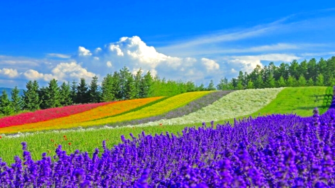 509 Template | PosterMyWall