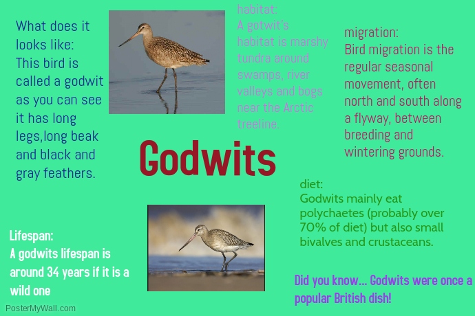 Godwits | PosterMyWall