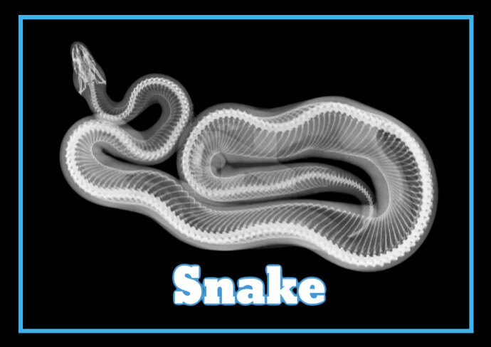 Snake x-ray | PosterMyWall