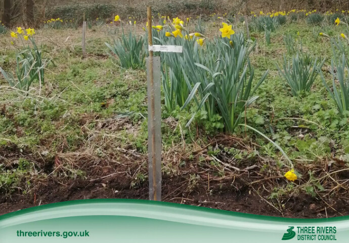 Copy of Tress | PosterMyWall