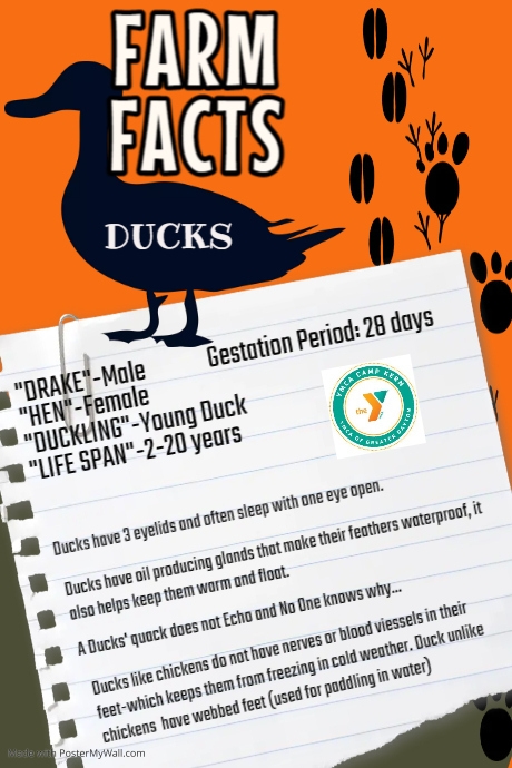 Copy of DUCKS | PosterMyWall