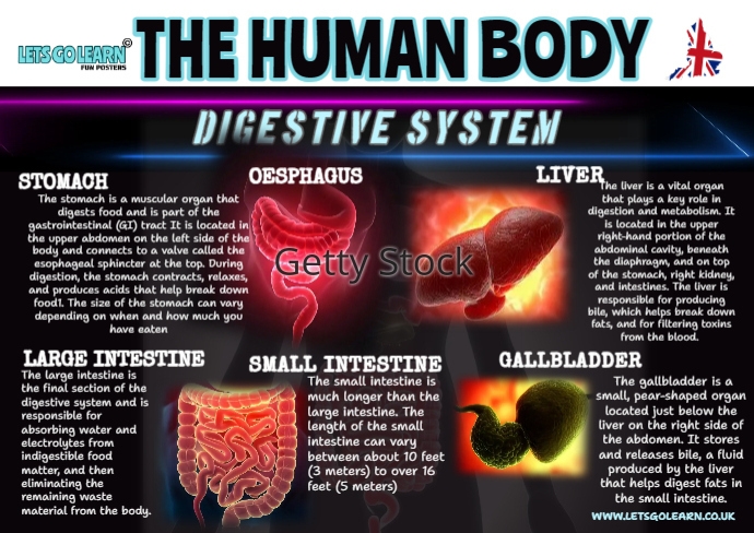 DIGESTIVE SYSTEM | PosterMyWall