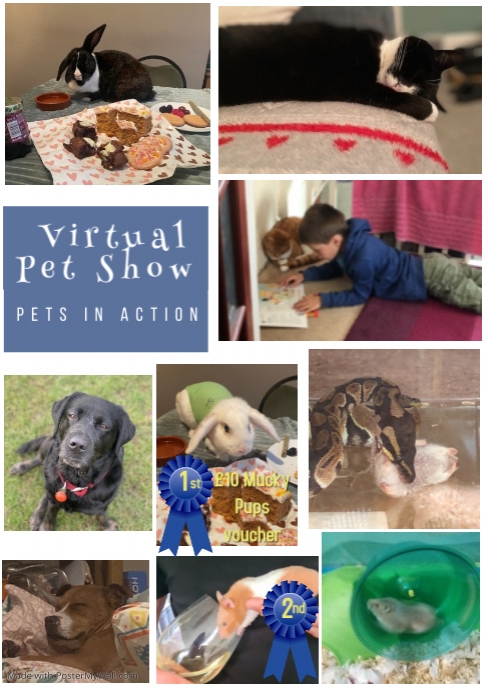 Copy of Virtual pet Show - In Action | PosterMyWall