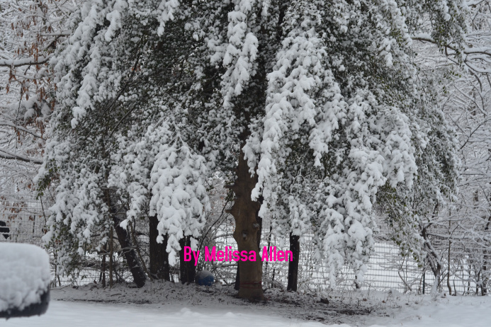 Snow Tree Template | PosterMyWall