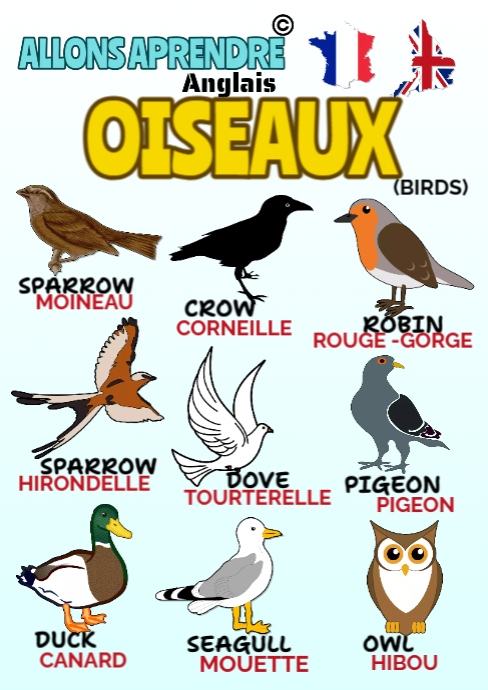 BIRDS FRENCH POSTER CLIPART FRENCH PICTURES CLIPART (4) | PosterMyWall