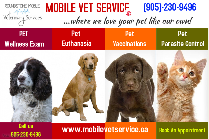 Copy of Affordable House Call Vets in Toronto | PosterMyWall
