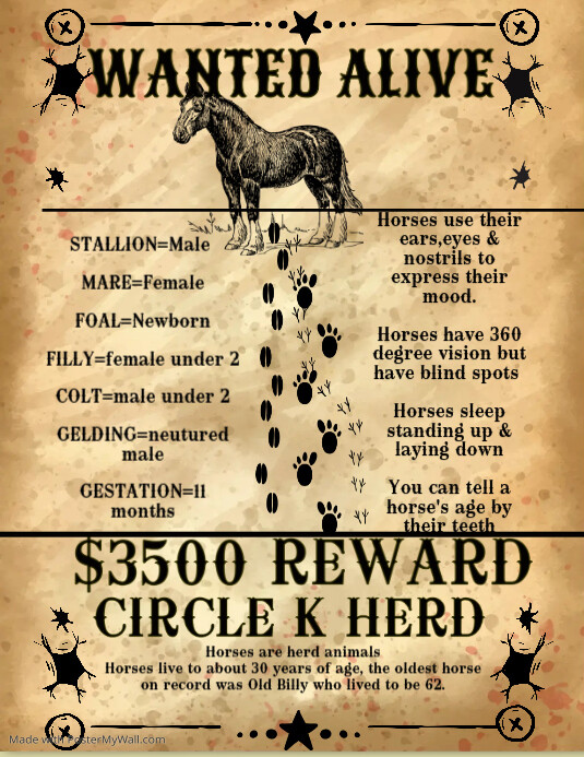 Wanted Poster HORSES | PosterMyWall