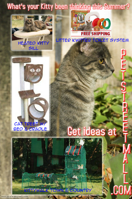 Cat Summer Essentials | PosterMyWall