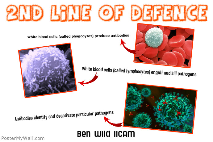 2nd line of defence | PosterMyWall