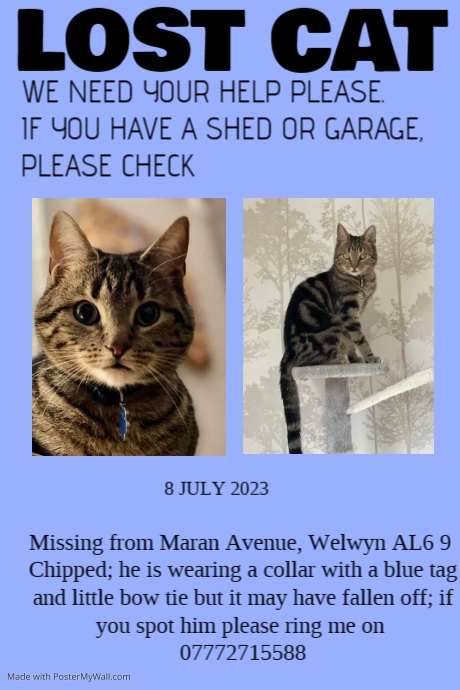 Copy of Copy of Copy of Lost Cat | PosterMyWall