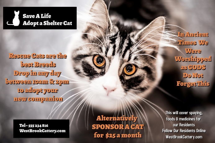 Adopt a cat Shelter Template | PosterMyWall
