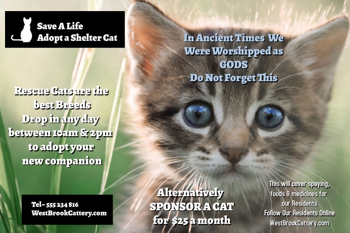 Adopt a cat Shelter Template | PosterMyWall
