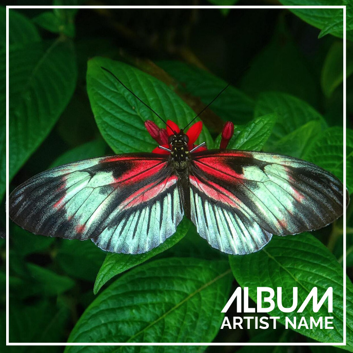 Album cover of a butterfly Template | PosterMyWall