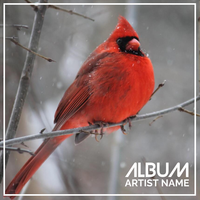 Album cover of bird Template | PosterMyWall