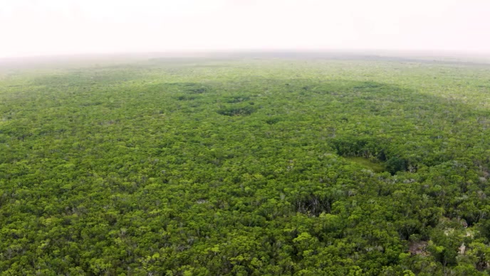 Amazon Forest Template | PosterMyWall