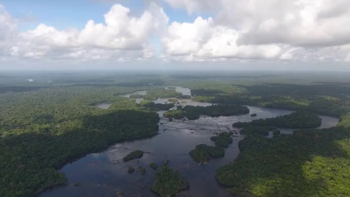 Amazon forest video Template | PosterMyWall