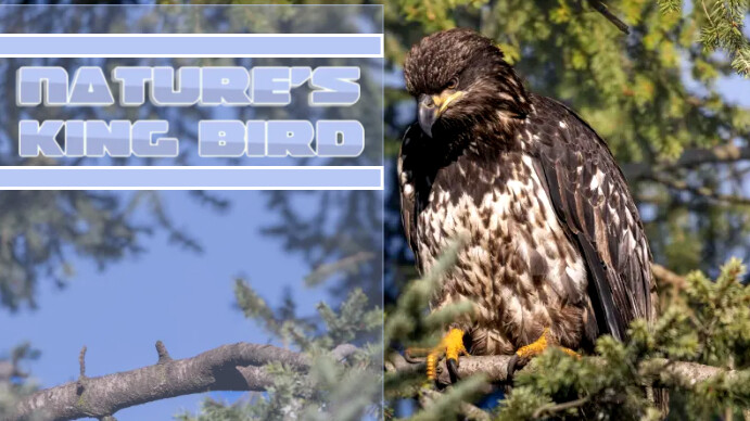 Bald eagle digital display Template | PosterMyWall