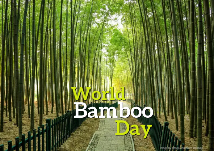 Bamboo day 6 Template | PosterMyWall