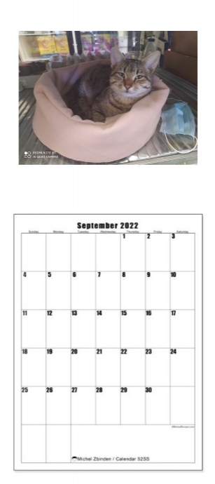 September Cat | PosterMyWall