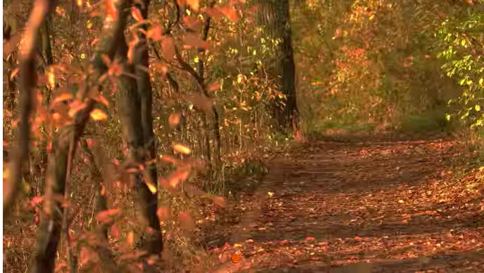 beautiful autumn fall Template | PosterMyWall