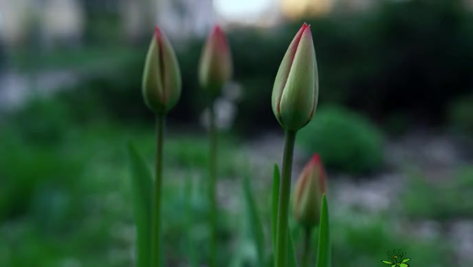 beautiful bud Template | PosterMyWall