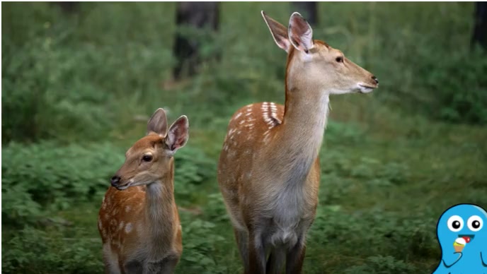 beautiful dear Template | PosterMyWall