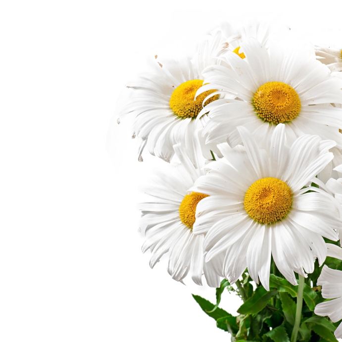 Beautiful flower background design Template | PosterMyWall