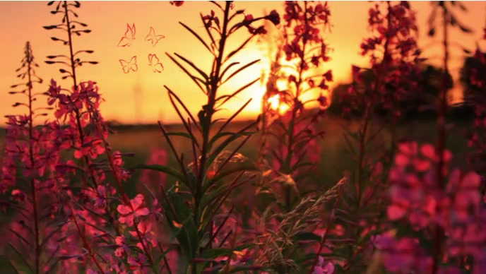 Copy of beautiful flower farms and sun set | PosterMyWall