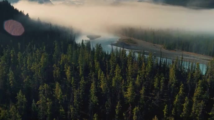 Copy of BEAUTIFUL FOREST | PosterMyWall