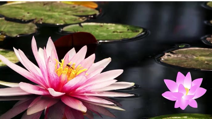 Beautiful lotus Template | PosterMyWall