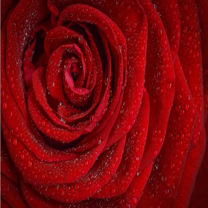 Beautiful red flowers background design Template | PosterMyWall