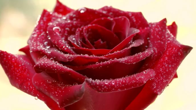 Copy of beautiful rose | PosterMyWall