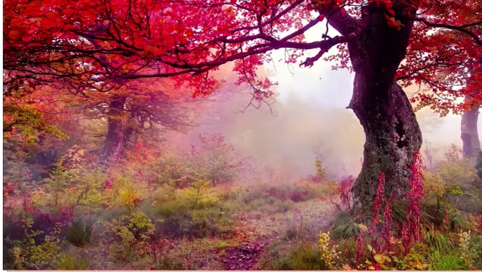 Beautiful tree and view video Template | PosterMyWall