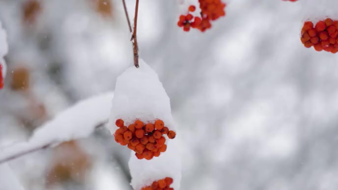 beautiful winter season Template | PosterMyWall